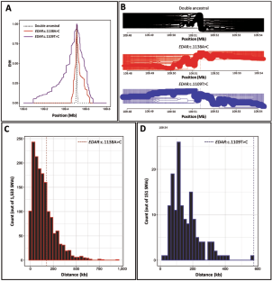 Characterisation of a second gain of function EDAR variant, encoding ...