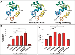 Characterisation of a second gain of function EDAR variant, encoding ...