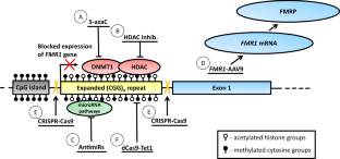 Reactivation of FMR1 gene expression is a promising strategy for ...