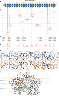 Biallelic pathogenic variants in the lanosterol synthase gene LSS ...
