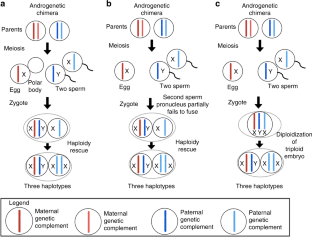Androgenetic chimerism as an etiology for Beckwith–Wiedemann syndrome ...