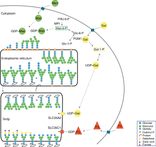 Therapeutic approaches in Congenital Disorders of Glycosylation (CDG ...