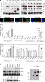 Widening of the genetic and clinical spectrum of Lamb–Shaffer syndrome ...