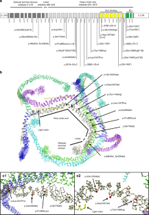 De novo CLTC variants are associated with a variable phenotype from ...