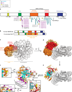 De novo SMARCA2 variants clustered outside the helicase domain cause a ...