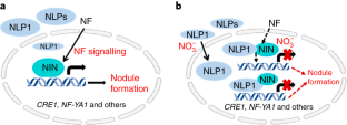 NIN interacts with NLPs to mediate nitrate inhibition of nodulation in ...