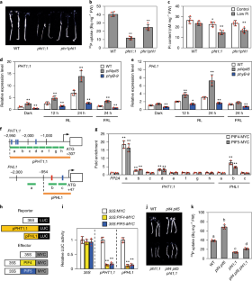 A phytochrome-B-mediated regulatory mechanism of phosphorus acquisition ...