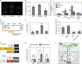 A phytochrome-B-mediated regulatory mechanism of phosphorus acquisition ...