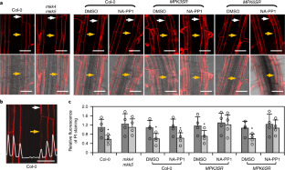 A MAPK cascade downstream of IDA–HAE/HSL2 ligand–receptor pair in ...