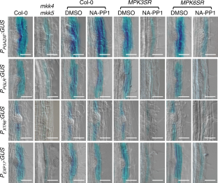 A MAPK cascade downstream of IDA–HAE/HSL2 ligand–receptor pair in ...