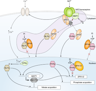 When nitrate and phosphate sensors meet | Nature Plants
