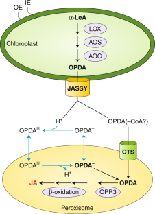 The missing link in jasmonic acid biosynthesis | Nature Plants