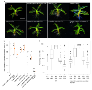 DNA damage triggers reprogramming of differentiated cells into stem ...