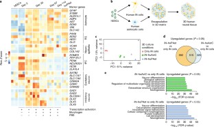 Effects of 3D culturing conditions on the transcriptomic profile of ...