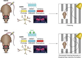 Non-invasive chemogenetics | Nature Biomedical Engineering