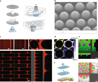 High-throughput automated organoid culture via stem-cell aggregation in ...