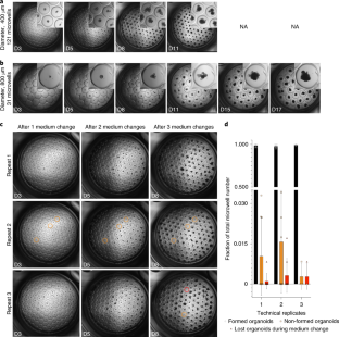 High-throughput automated organoid culture via stem-cell aggregation in ...