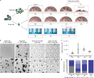 High-throughput automated organoid culture via stem-cell aggregation in ...