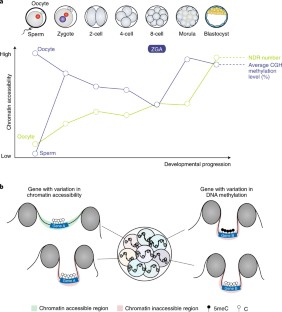 A single-cell chromatin map of human embryos | Nature Cell Biology