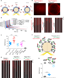 A nutrient-induced affinity switch controls mTORC1 activation by its ...