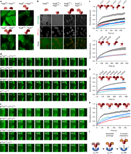 A nutrient-induced affinity switch controls mTORC1 activation by its ...