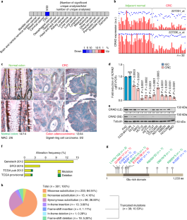 Deregulation of CRAD-controlled cytoskeleton initiates mucinous ...