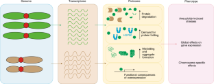 The diverse consequences of aneuploidy | Nature Cell Biology