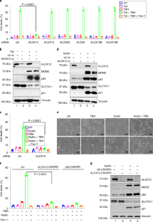 ALOX12 is required for p53-mediated tumour suppression through a ...