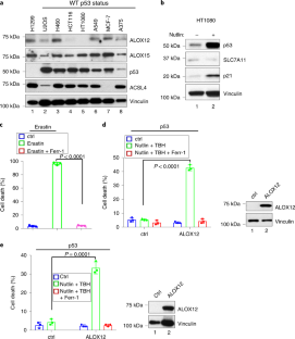 ALOX12 is required for p53-mediated tumour suppression through a ...