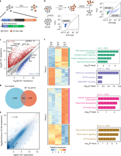 Myc and Dnmt1 impede the pluripotent to totipotent state transition in ...