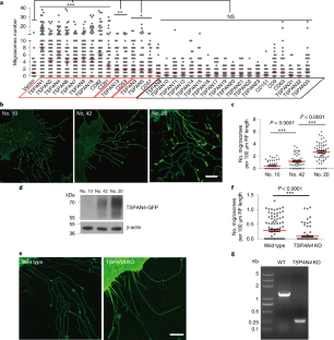 Migrasome formation is mediated by assembly of micron-scale tetraspanin ...