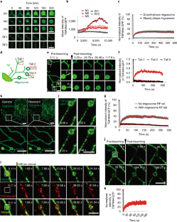 Migrasome formation is mediated by assembly of micron-scale tetraspanin ...