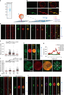 Migrasome formation is mediated by assembly of micron-scale tetraspanin ...