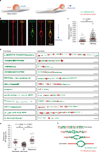 Migrasome formation is mediated by assembly of micron-scale tetraspanin ...