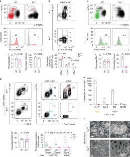 The T-box transcription factor Eomesodermin governs haemogenic ...