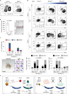 The T-box transcription factor Eomesodermin governs haemogenic ...