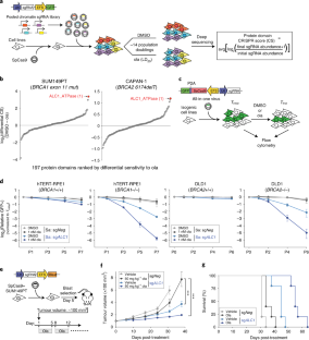 ALC1 links chromatin accessibility to PARP inhibitor response in ...