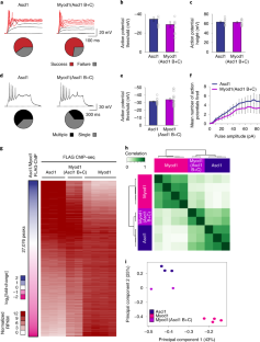 Pro-neuronal activity of Myod1 due to promiscuous binding to neuronal ...