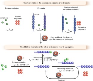 Cholesterol catalyses Aβ42 aggregation through a heterogeneous ...