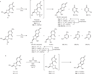 Prebiotic phosphorylation of 2-thiouridine provides either nucleotides ...