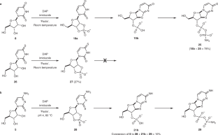 Prebiotic phosphorylation of 2-thiouridine provides either nucleotides ...