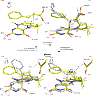 Enzymatic control of cycloadduct conformation ensures reversible 1,3 ...