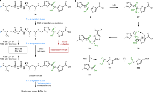 Synthesis and reactivity of precolibactin 886 | Nature Chemistry