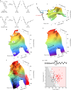 The cascade unzipping of ladderane reveals dynamic effects in ...