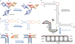 Branched kissing loops for the construction of diverse RNA ...