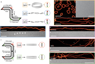 Branched kissing loops for the construction of diverse RNA ...