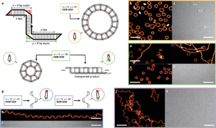 Branched kissing loops for the construction of diverse RNA ...