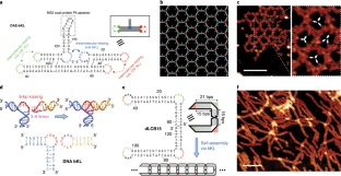 Branched kissing loops for the construction of diverse RNA ...