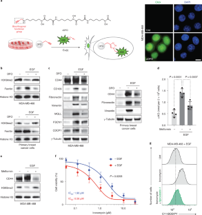 CD44 regulates epigenetic plasticity by mediating iron endocytosis ...