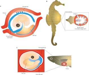 The placenta as a model for understanding the origin and evolution of ...